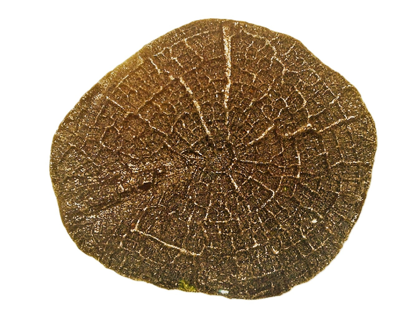 Tree Stump Stamp Kit – SBC Decorative Concrete Training and Products