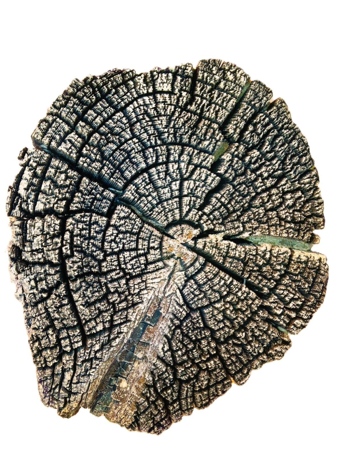 Tree Stump Stamp Kit – SBC Decorative Concrete Training and Products